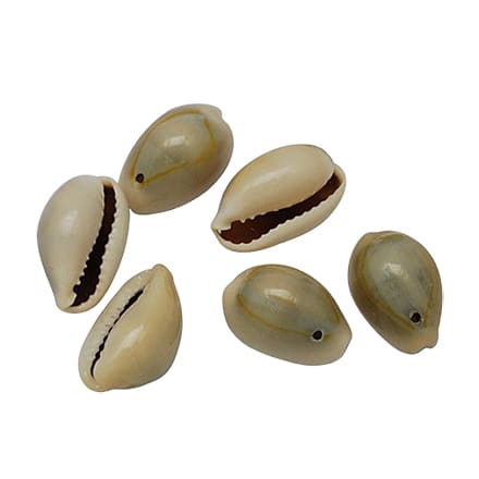 Kauri schelp hangertjes 20-23mm 10x - Kralenwinkel Albertien