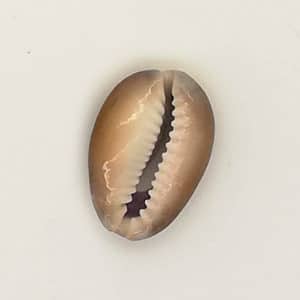 Grote open kauri schelpen 1x - Kralenwinkel Albertien