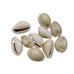 Kauri schelp kralen Dark Khaki 16mm -18mm 10x - Kralenwinkel Albertien