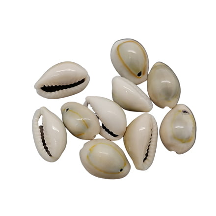 Kauri schelp kralen Dark Khaki 16mm -18mm 10x - Kralenwinkel Albertien